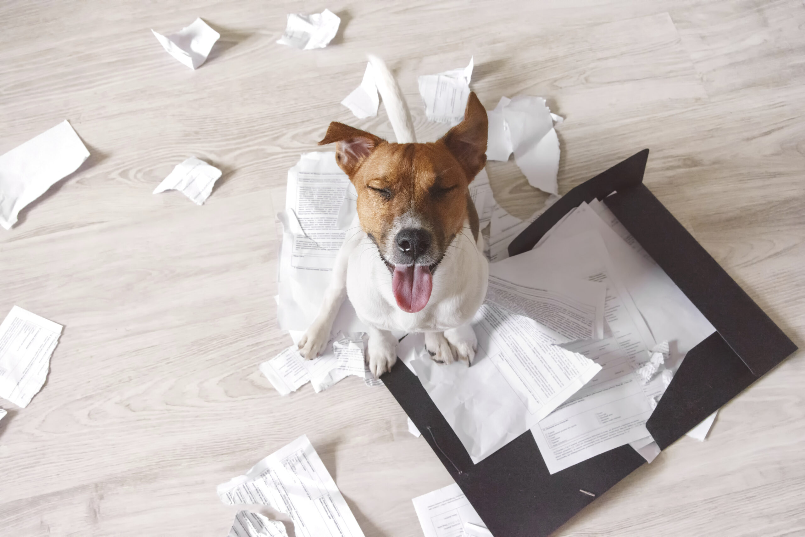 The Dog Ate My Homework - Mailers Hub